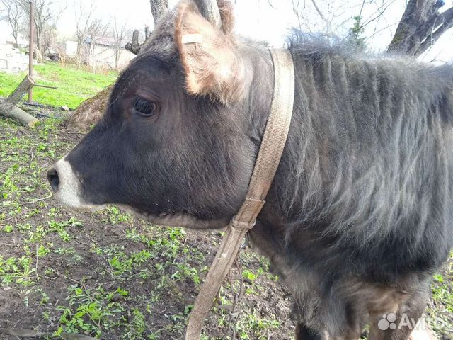 Бык породистый Джерси