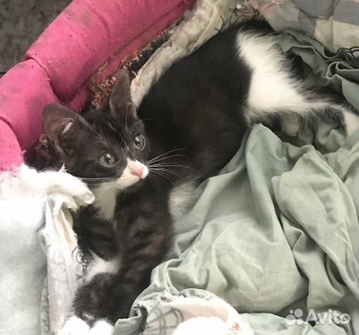 Котёнок чёрно-белая девочка