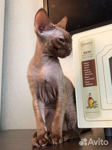 Девон рекс шикарный шоколадный циннамон