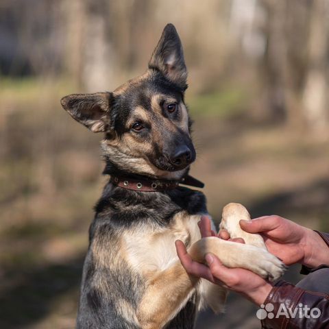 Девочка Фаня ищет дом