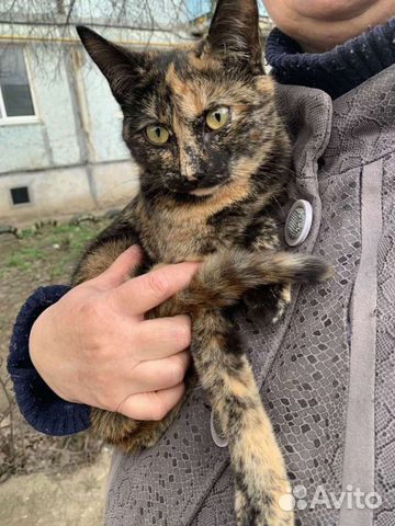 Кошка в дар
