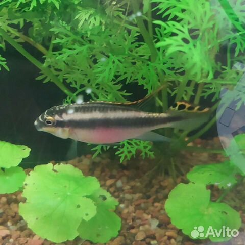Пельвикахромис аквариумные рыбки