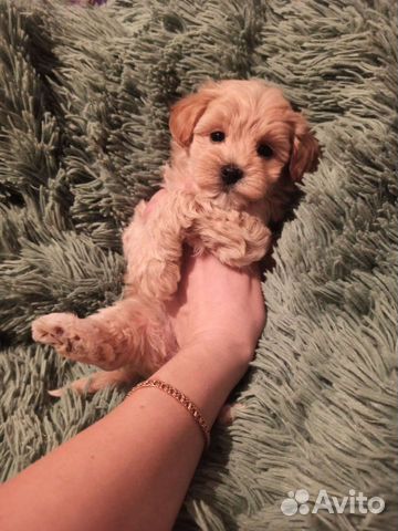 Мальтипу Ф1 шикарная девочка карамель