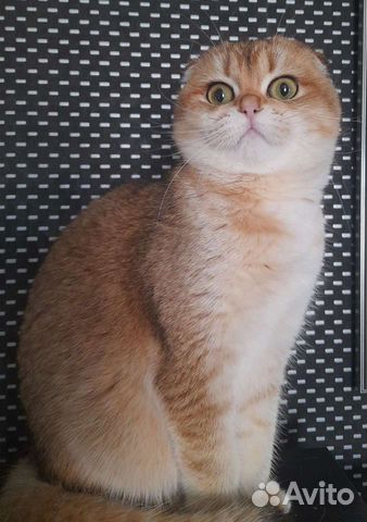 Золотые подрощенные кошки. Питомник