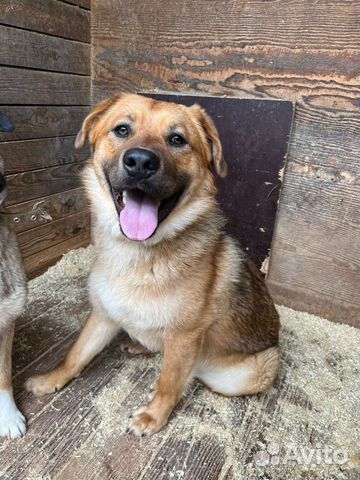 Малыш Балу в поисках семьи