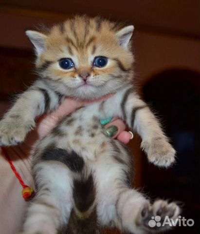 Детка конфетка -классный котик Эммануэль