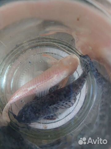 Сом Таракатум