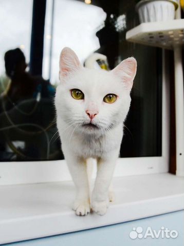 Кошка Монти