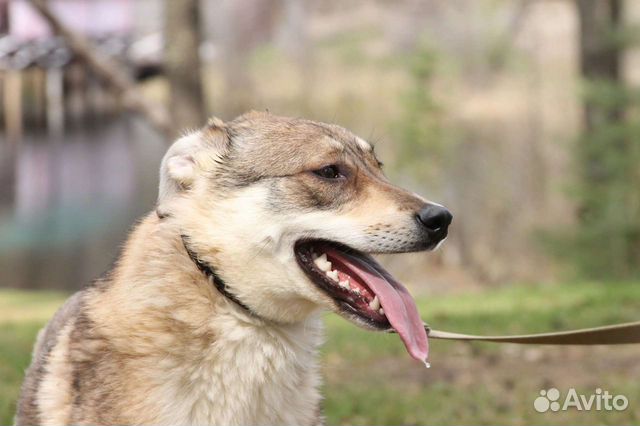 Очаровашка в добрые руки
