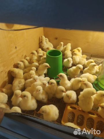 Цыплята бройлеры