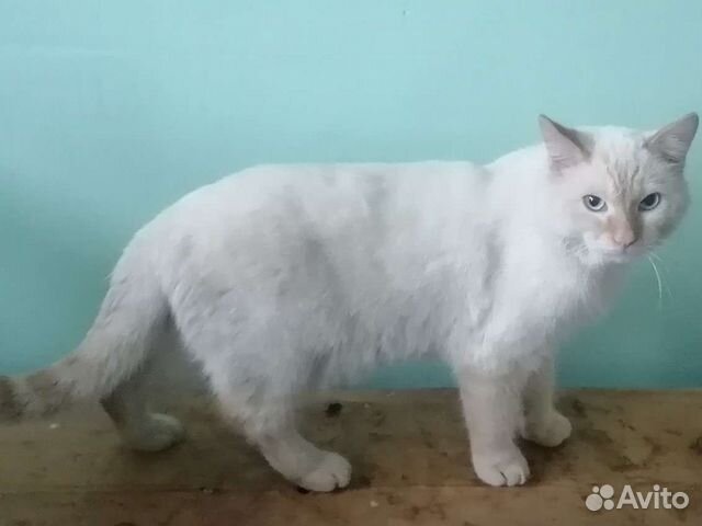 Персиковый сиамец по имени Персик