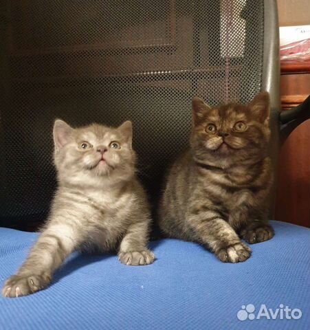 Британские котята