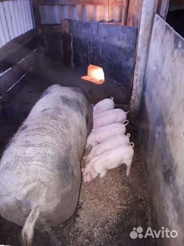 Поросята мясного направления
