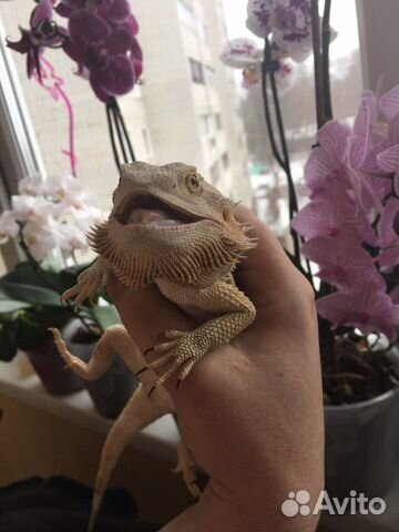 Бородатая агама с террариумом, девочка