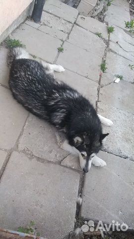 Собачья шерсть/подшорсток