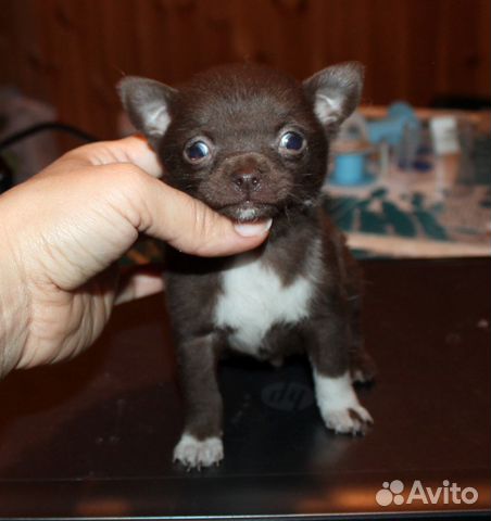 Чихуа-хуа кукольный Шоколадик