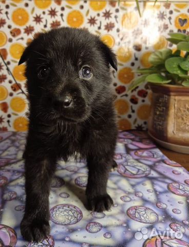 Щенки-выкормыши ищут дом