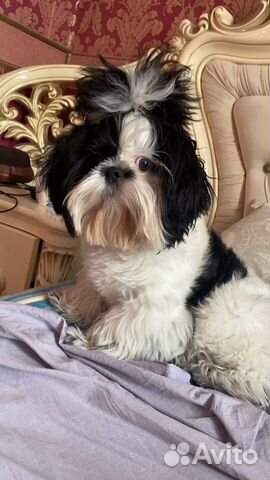 Отдам ши тцу