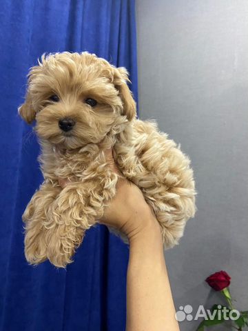 Мальтипу f1 мальчик красавчик