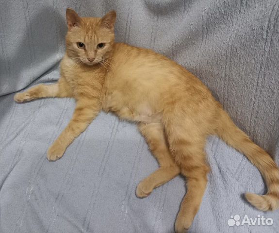 Кошки в добрые руки