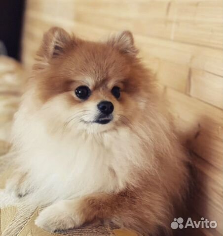 Померанский Шпиц Вязка