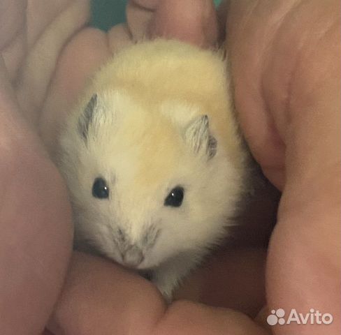 Джунгарский хомячок