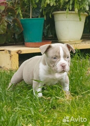 Американский Булли лиловый кобель 1,5 месяца