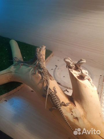 Бородатая агама