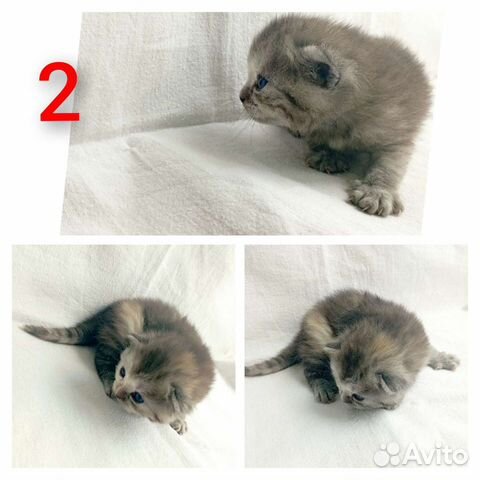 Шотландские котята