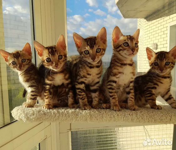 Яркие бенгалы с документами