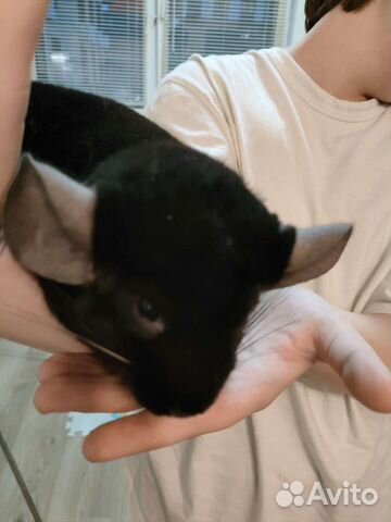 Шиншилла экстрадарк девочка 5 лет