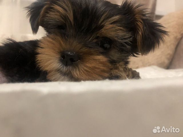 Йоркширский терьер девочка стандарт бейби-фейс