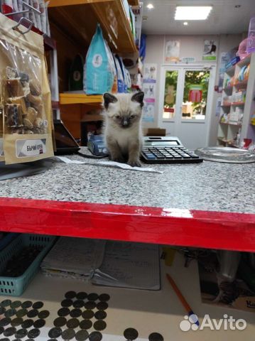 Котята