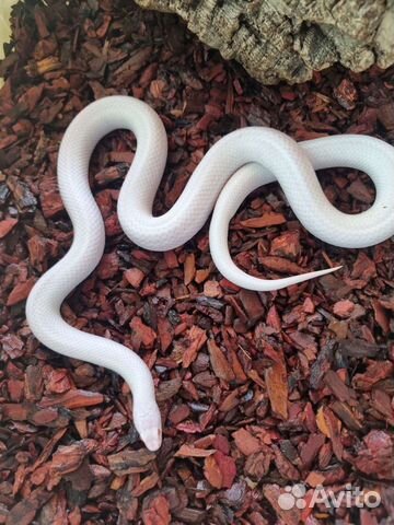 Королевская змея, L.g. nigrita/nitida albino