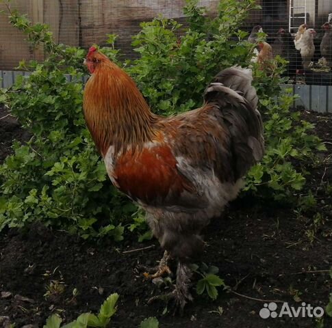Петухи джерсийский гигант и брама