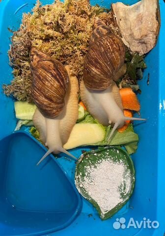 Улитки ахатины альбиносы