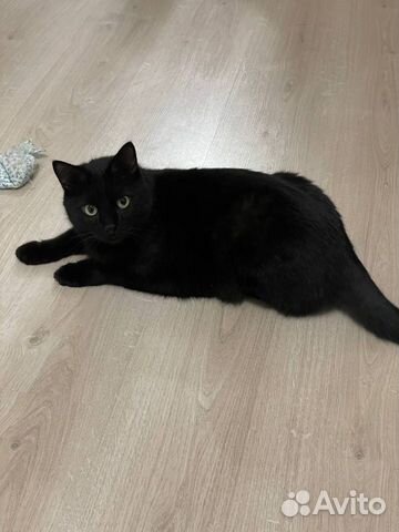 Черный зеленоглазый кот