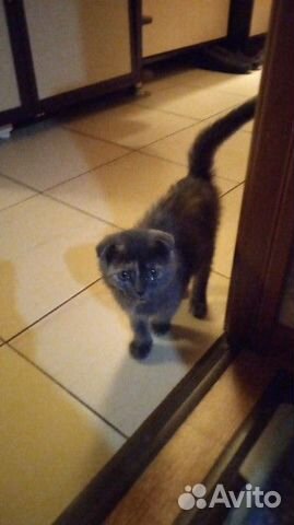 Отдам вислоухого котенка в хорошие руки
