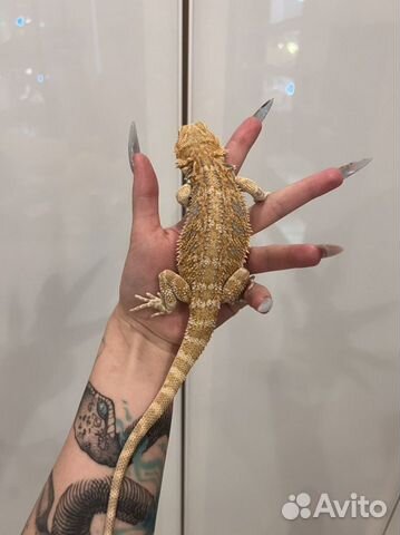 Бородатая агама