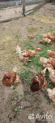 Куры несушки ломан braun