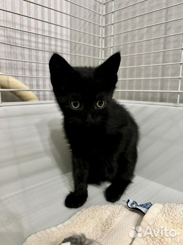 Котенок мальчик