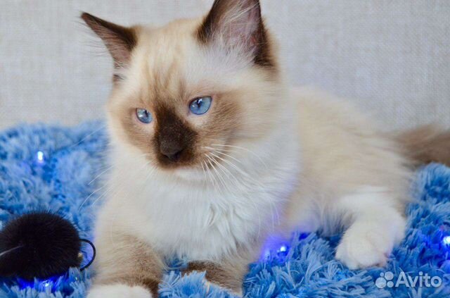 Ragdoll девочка с документами