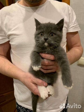 Котёнок в дар (девочка)