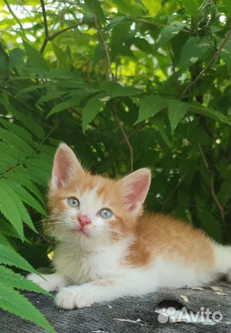 Мальчишка ищет дом