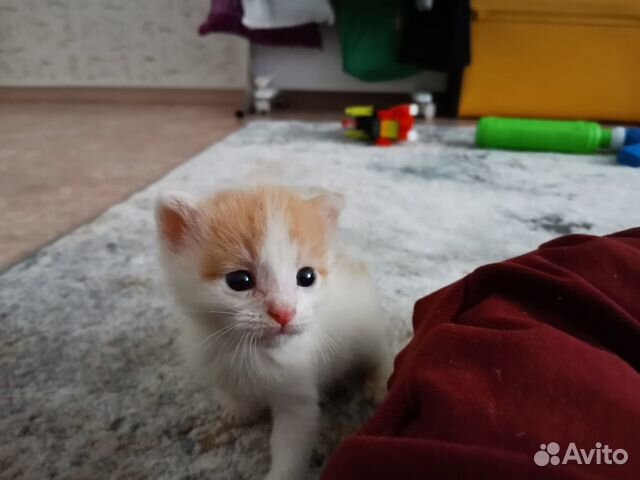 Котята (мал/дев) в добрые руки