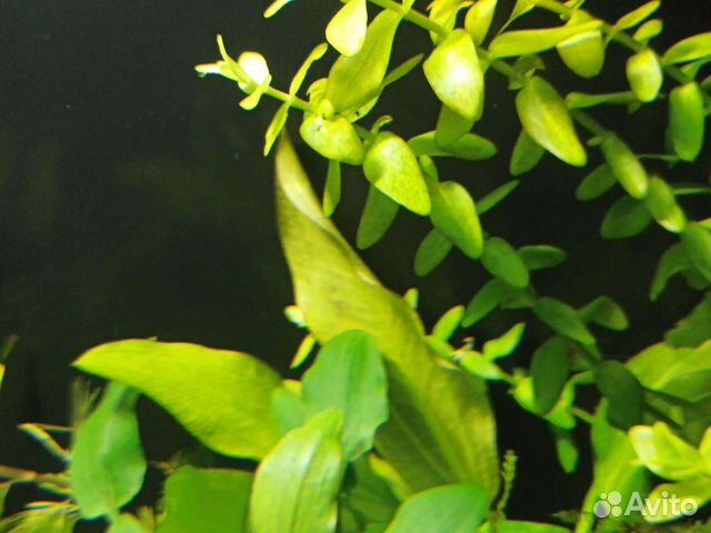 Эхинодорус оцелот