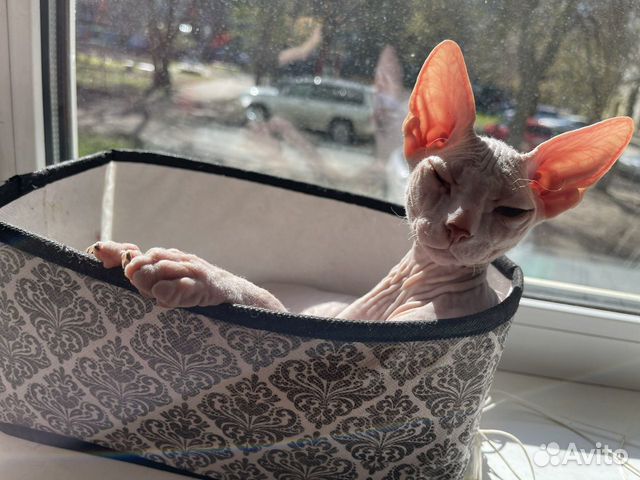 Сфинкс котенок