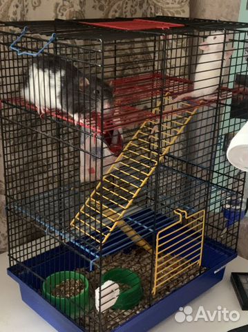 Крыски бесплатно