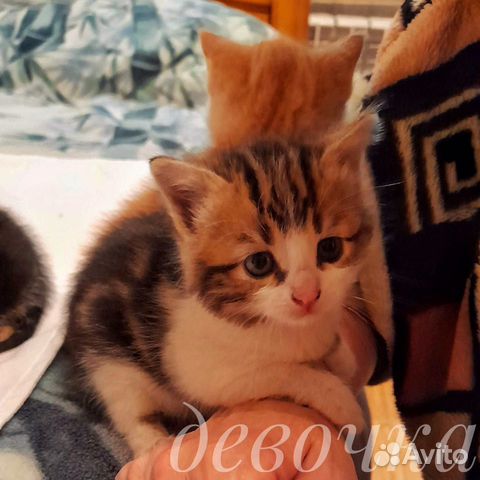 Отдам милашных котят в добрые руки бесплатно