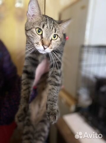 Котик принц помогите